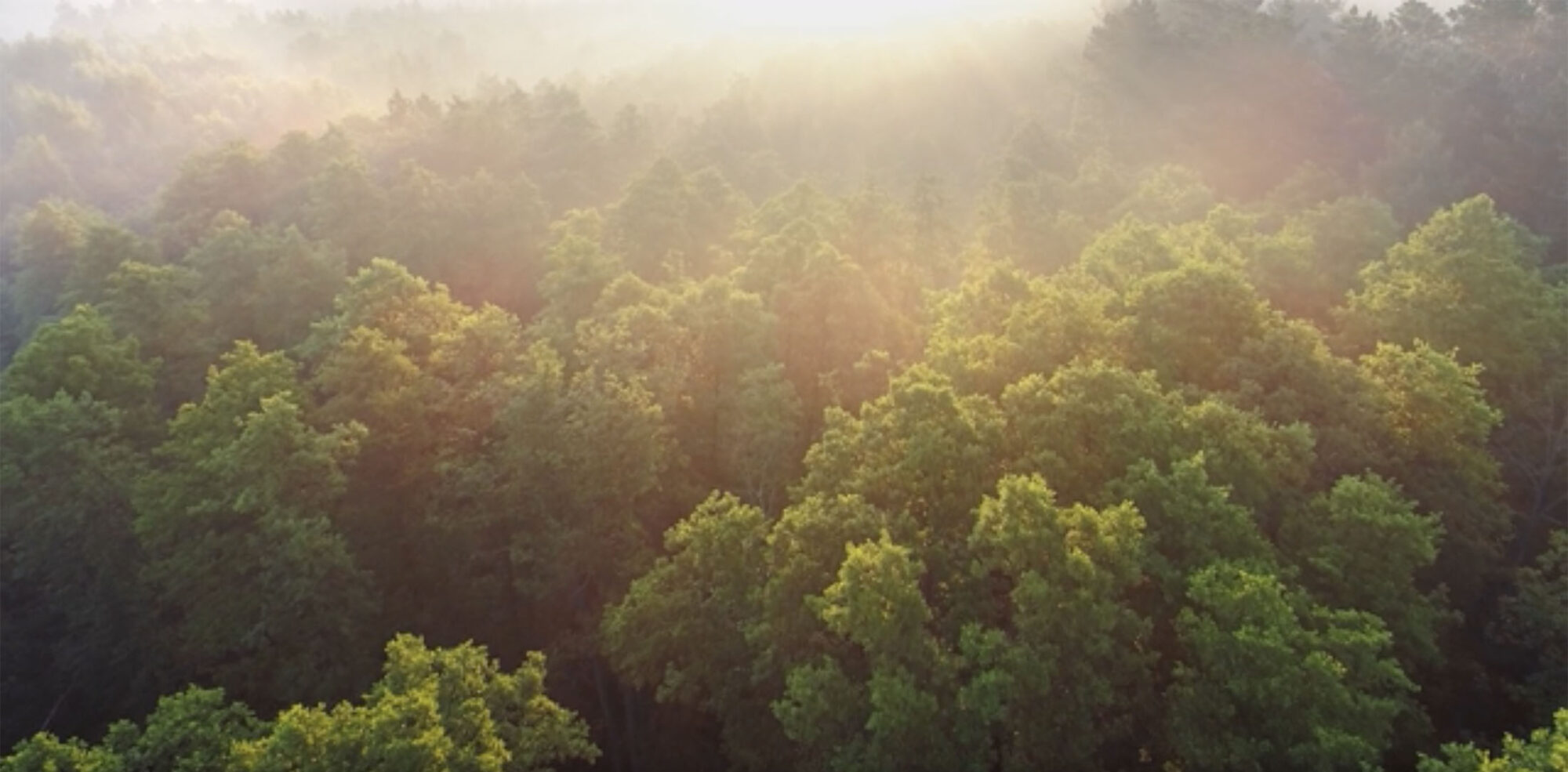 Fortoak | Till Rolls, Labels, Printer Paper & Packaging Solutions